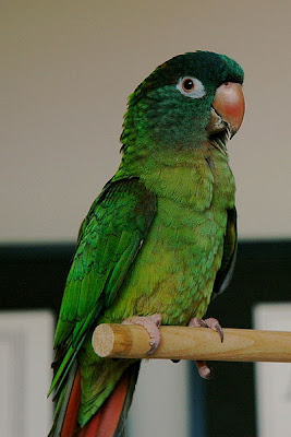 Parrots Lovers: Conures Species